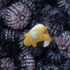 Uniman Blind Box Series By Sesameseedcat x Mighty Jaxx - The Toy Chronicle